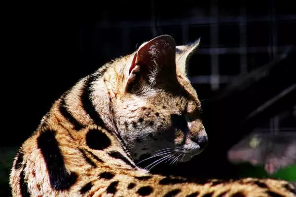 Serval o gato de monte. Foto y video del serval. 264_74