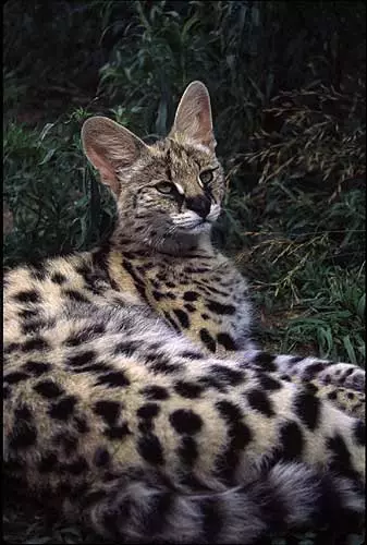 Saka mpanompo na kirihitra. Sary sy horonantsary an'ny serval. 264_75