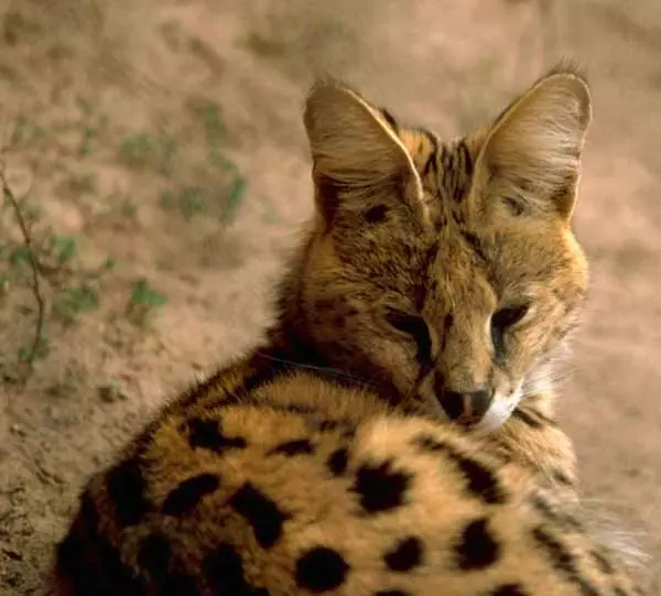 Serval o gato de monte. Foto y video del serval. 264_76