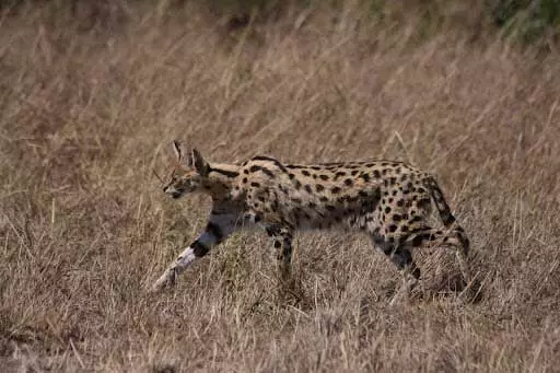 Serval au paka ya kichaka. Picha na video ya mtumishi. 264_78