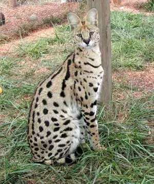 Serval o gato de monte. Foto y video del serval. 264_79