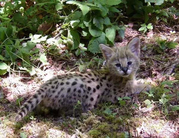 Serval nebo keř kočka. Fotografie a video servalu. 264_8