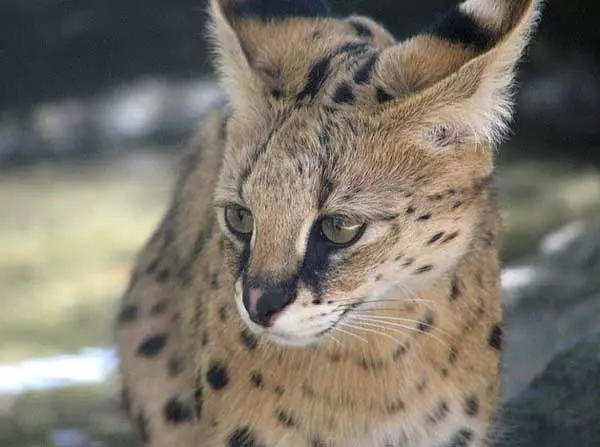 Serval o gato de monte. Foto y video del serval. 264_80