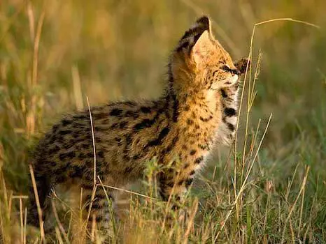 Saka mpanompo na kirihitra. Sary sy horonantsary an'ny serval. 264_81