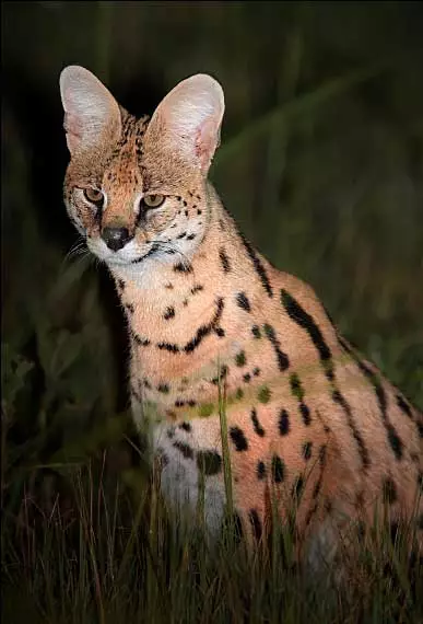 Saka mpanompo na kirihitra. Sary sy horonantsary an'ny serval. 264_82