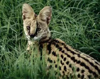 Serval nebo keř kočka. Fotografie a video servalu. 264_83