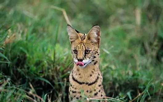 Saka mpanompo na kirihitra. Sary sy horonantsary an'ny serval. 264_84