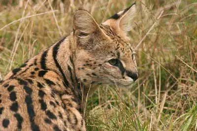 Serval au paka ya kichaka. Picha na video ya mtumishi. 264_85