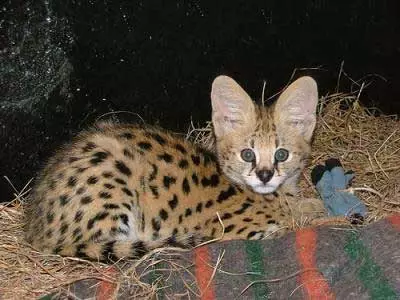 Serval o gato de monte. Foto y video del serval. 264_86