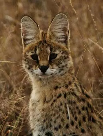 Serval nebo keř kočka. Fotografie a video servalu. 264_87