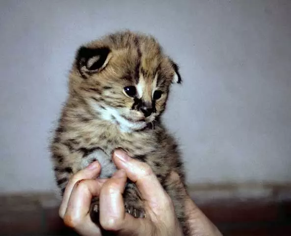 Serval o gato de monte. Foto y video del serval. 264_88