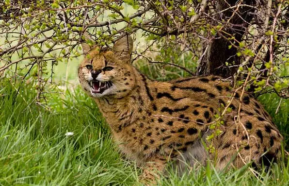 Serval nebo keř kočka. Fotografie a video servalu. 264_9