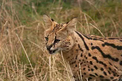 Saka mpanompo na kirihitra. Sary sy horonantsary an'ny serval. 264_90