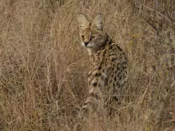 Serva aŭ arbusta kato. Foto kaj video de la servalo. 264_92