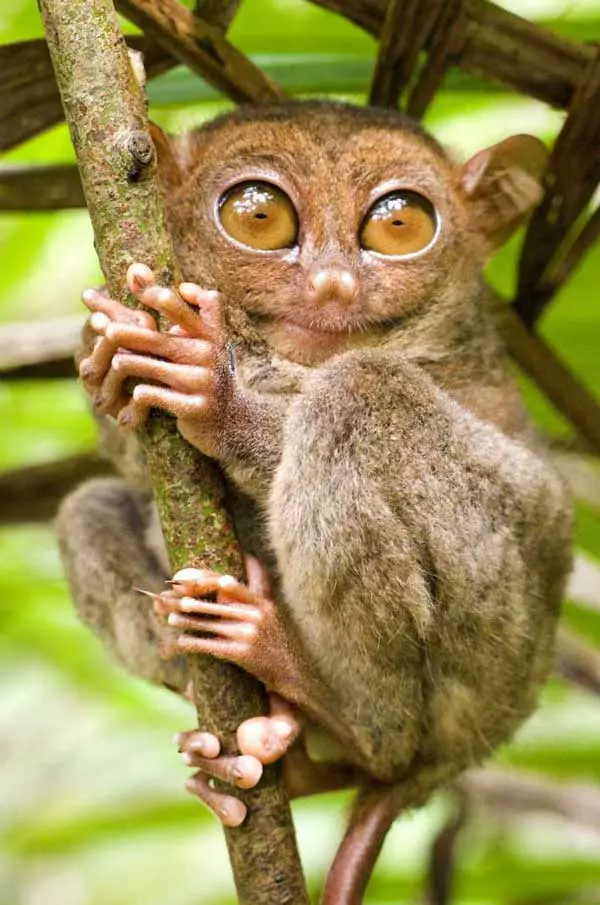 Tarsier (lat.Tarsius). Pedaran, poto sareng pidéo tarsier