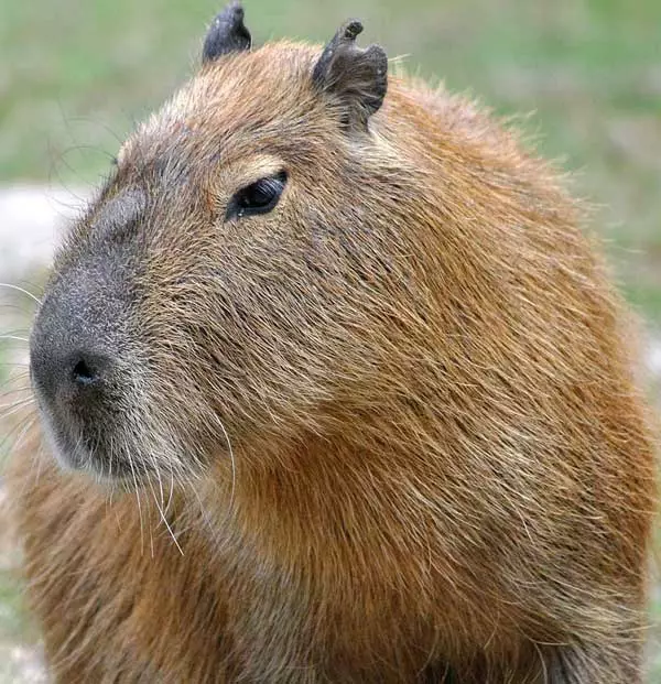 Capybara eller capybara. Bilder, bilder, video.