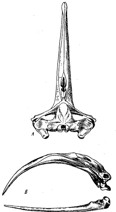 Karandoha trozona Bowhead, Balaena mysticetus