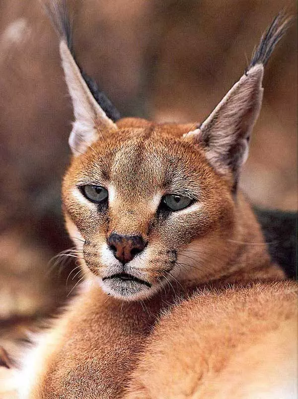 Caracal (steppe lynx) ဖြစ်သည်။ ဓာတ်ပုံနှင့်ဗွီဒီယို။