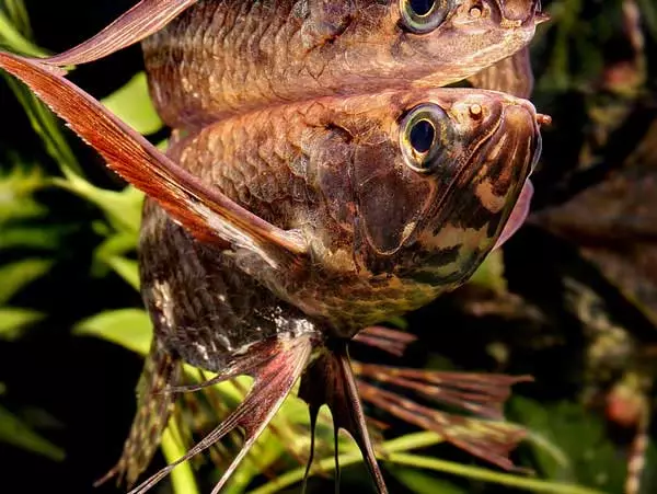 Peixe bolboreta, peixe polilla ou pantadon (Pantodon buchholzi). Foto e vídeo de peixes bolboreta