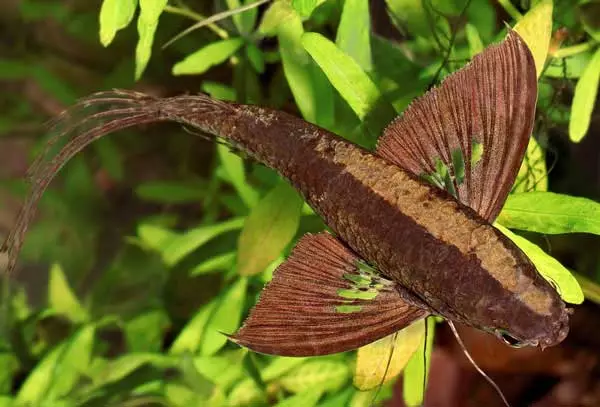 Peixe bolboreta, peixe polilla ou pantadon (Pantodon buchholzi). Foto e vídeo de peixes bolboreta 269_10