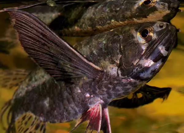 Peixe bolboreta, peixe polilla ou pantadon (Pantodon buchholzi). Foto e vídeo de peixes bolboreta 269_12