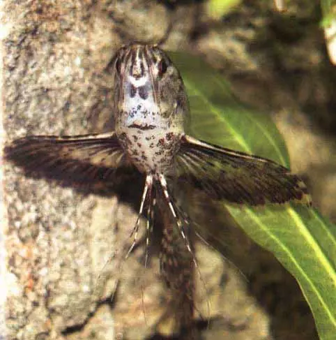 Papilioj, tineoj aŭ pantadon (Pantodon buchholzi). Foto kaj filmeto de papiliaj fiŝoj 269_13