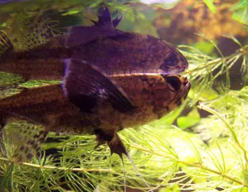 Peixe bolboreta, peixe polilla ou pantadon (Pantodon buchholzi). Foto e vídeo de peixes bolboreta 269_16