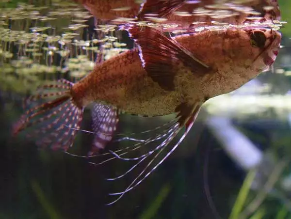 Peixe bolboreta, peixe polilla ou pantadon (Pantodon buchholzi). Foto e vídeo de peixes bolboreta 269_17