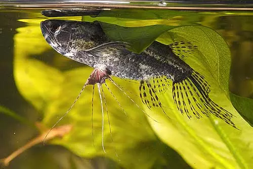 Peixe bolboreta, peixe polilla ou pantadon (Pantodon buchholzi). Foto e vídeo de peixes bolboreta 269_19