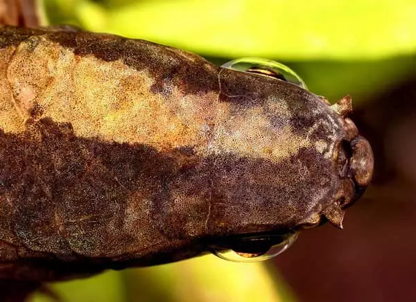 Ikan rama-rama, ikan rama-rama atau pantadon (Pantodon buchholzi). Foto dan video ikan rama-rama 269_2