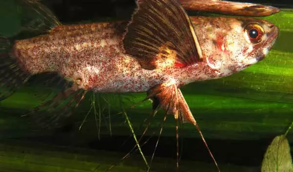 Peixe bolboreta, peixe polilla ou pantadon (Pantodon buchholzi). Foto e vídeo de peixes bolboreta 269_20