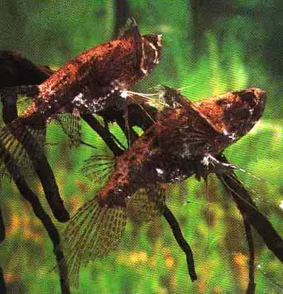 Peixe bolboreta, peixe polilla ou pantadon (Pantodon buchholzi). Foto e vídeo de peixes bolboreta 269_21