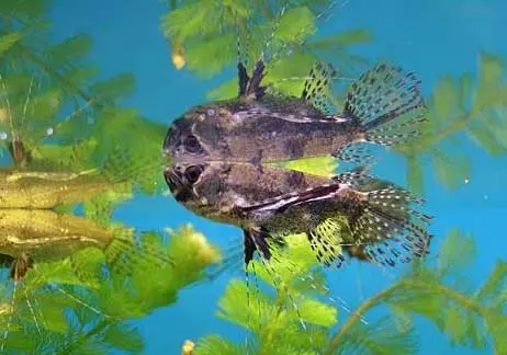 Peixe bolboreta, peixe polilla ou pantadon (Pantodon buchholzi). Foto e vídeo de peixes bolboreta 269_22