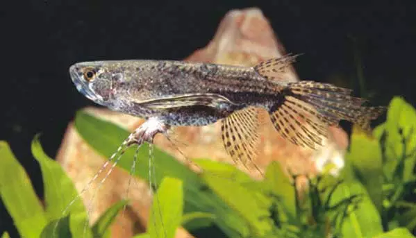 Peixe bolboreta, peixe polilla ou pantadon (Pantodon buchholzi). Foto e vídeo de peixes bolboreta 269_23