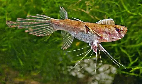 Peixe bolboreta, peixe polilla ou pantadon (Pantodon buchholzi). Foto e vídeo de peixes bolboreta 269_24