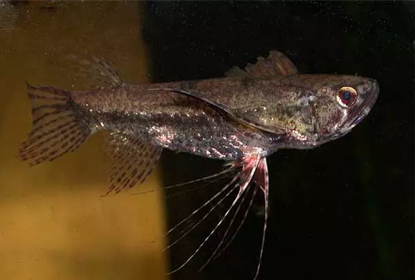 Peixe bolboreta, peixe polilla ou pantadon (Pantodon buchholzi). Foto e vídeo de peixes bolboreta 269_25