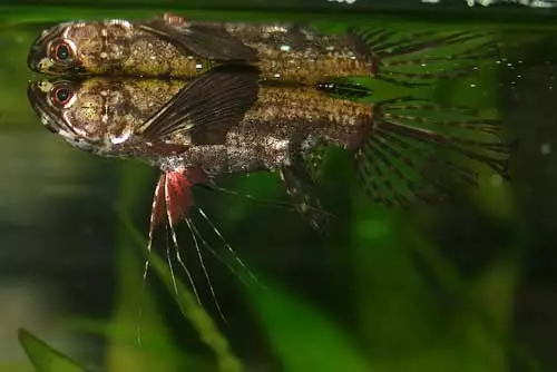 Ikan rama-rama, ikan rama-rama atau pantadon (Pantodon buchholzi). Foto dan video ikan rama-rama 269_28