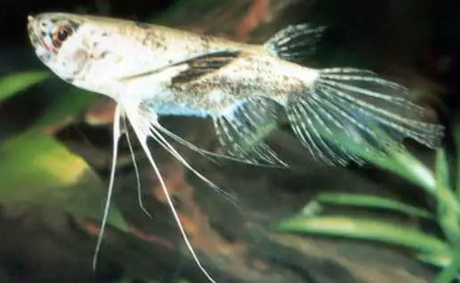 Peixe bolboreta, peixe polilla ou pantadon (Pantodon buchholzi). Foto e vídeo de peixes bolboreta 269_29