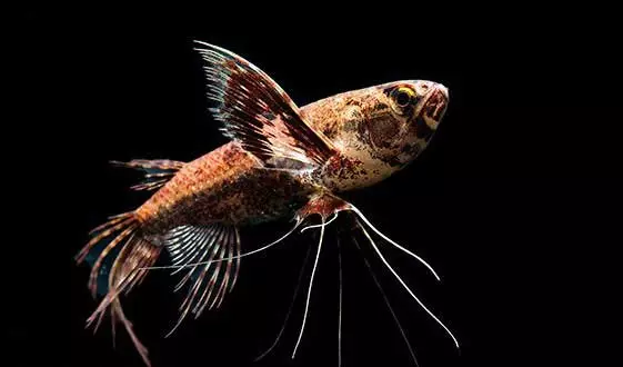 Peixe bolboreta, peixe polilla ou pantadon (Pantodon buchholzi). Foto e vídeo de peixes bolboreta 269_30