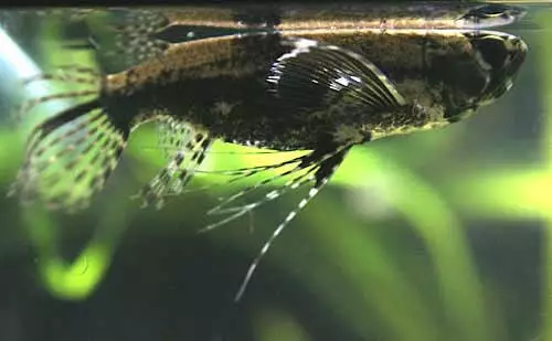 Peixe bolboreta, peixe polilla ou pantadon (Pantodon buchholzi). Foto e vídeo de peixes bolboreta 269_31