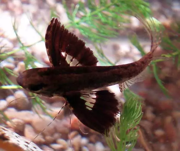 Peixe bolboreta, peixe polilla ou pantadon (Pantodon buchholzi). Foto e vídeo de peixes bolboreta 269_52