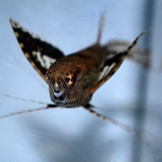 Peixe bolboreta, peixe polilla ou pantadon (Pantodon buchholzi). Foto e vídeo de peixes bolboreta 269_66