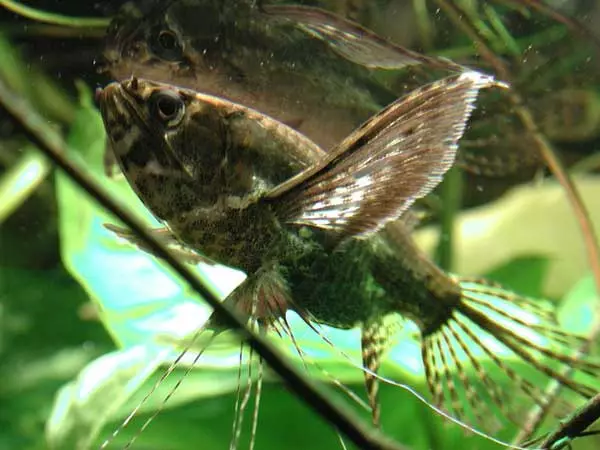 Ikan rama-rama, ikan rama-rama atau pantadon (Pantodon buchholzi). Foto dan video ikan rama-rama 269_8