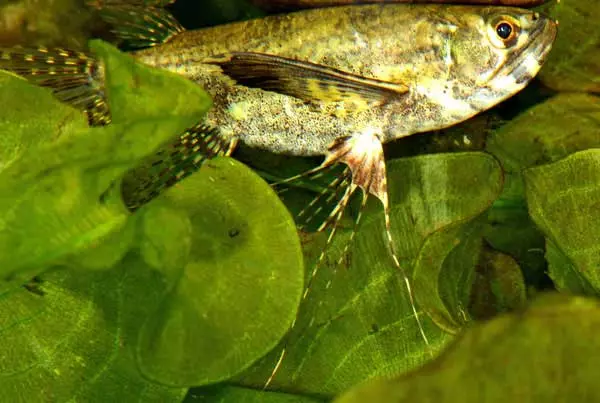 Peixe bolboreta, peixe polilla ou pantadon (Pantodon buchholzi). Foto e vídeo de peixes bolboreta 269_9