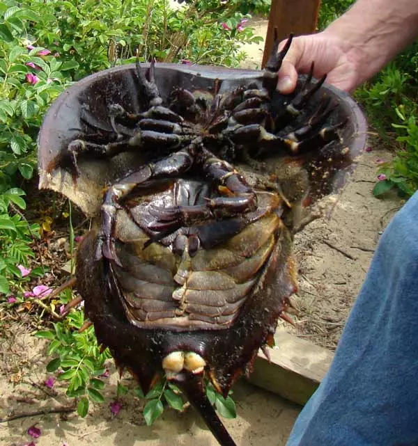 Keuyeup tapal kuda - "fosil hirup" invertebrata (poto sareng video)