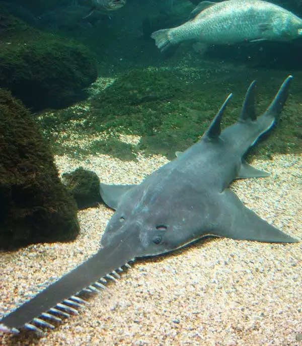 Sawfish (latinsko Pristidae). Fotografije in video posnetki Sawfish