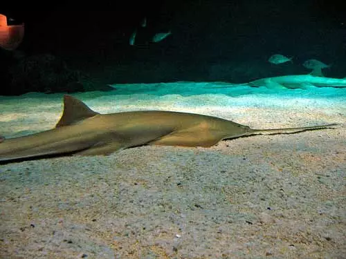 Sawfish (Latin Pristidae). Cov duab thiab cov vis dis aus 272_13