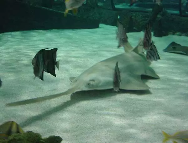 Sagfisk (Latin Pristidae). Sawfish bilder og videoer 272_17