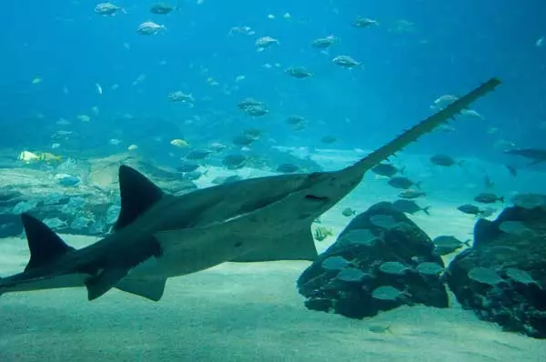 Sawfish (latinsko Pristidae). Fotografije in video posnetki Sawfish 272_21