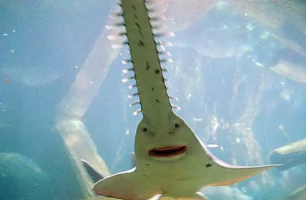 Sawfish (latinsko Pristidae). Fotografije in video posnetki Sawfish 272_23